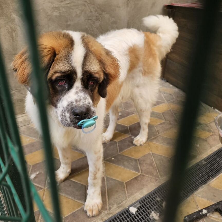 Щенки московская сторожевая