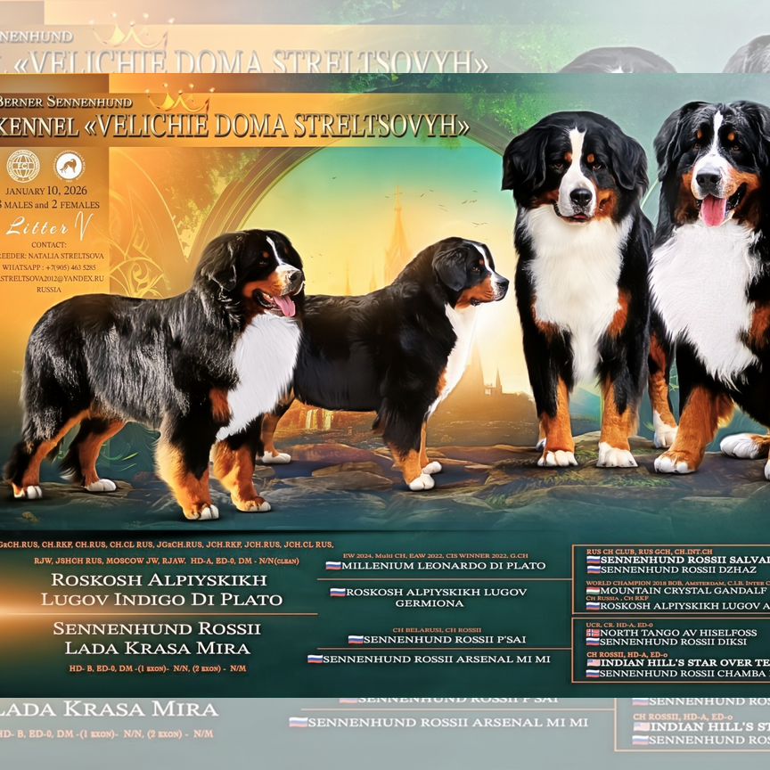 Бернский зенненхунд, щенок