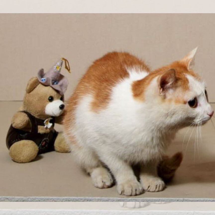 Котенок мальчик 8 месяцев