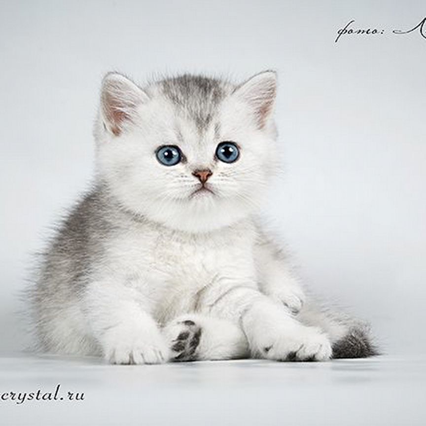 Британский котенок шиншилла девочка