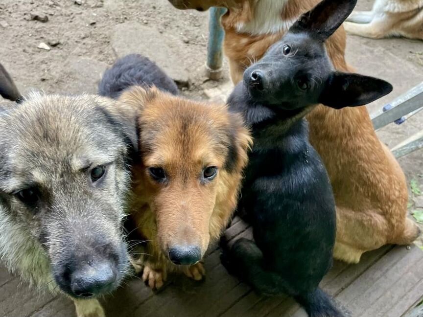 Ласковые собаки в добрые руки