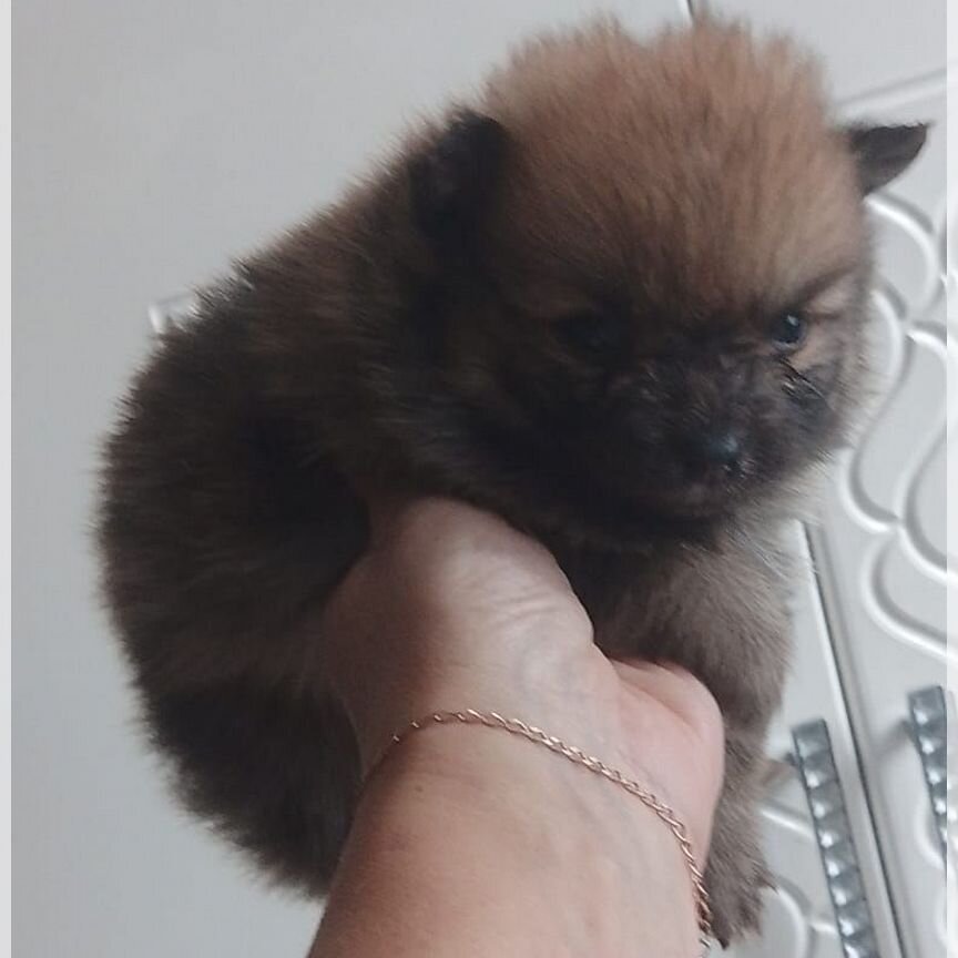 Щенки шпица