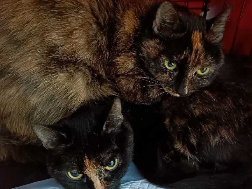 Кошки ищут дом