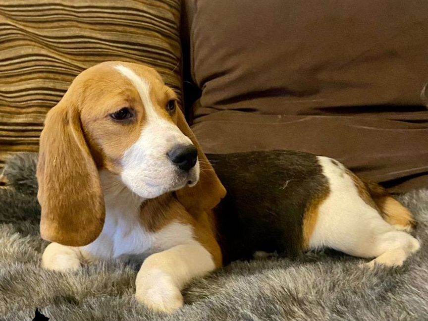 Бигль. Щенки бигля, окрас - триколор