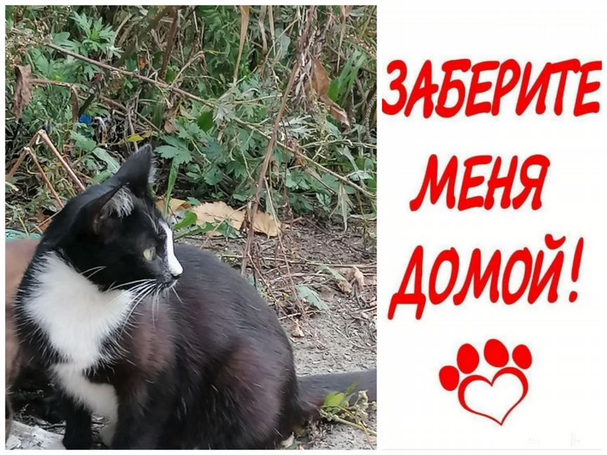Кошечка