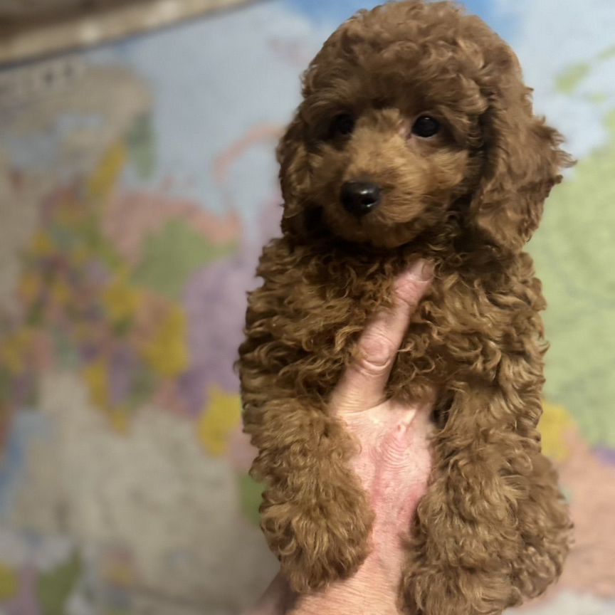 Той-пудель, щенок