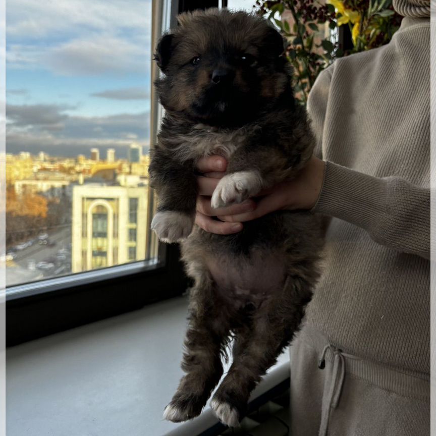 Единственный выживший щенок ищет дом