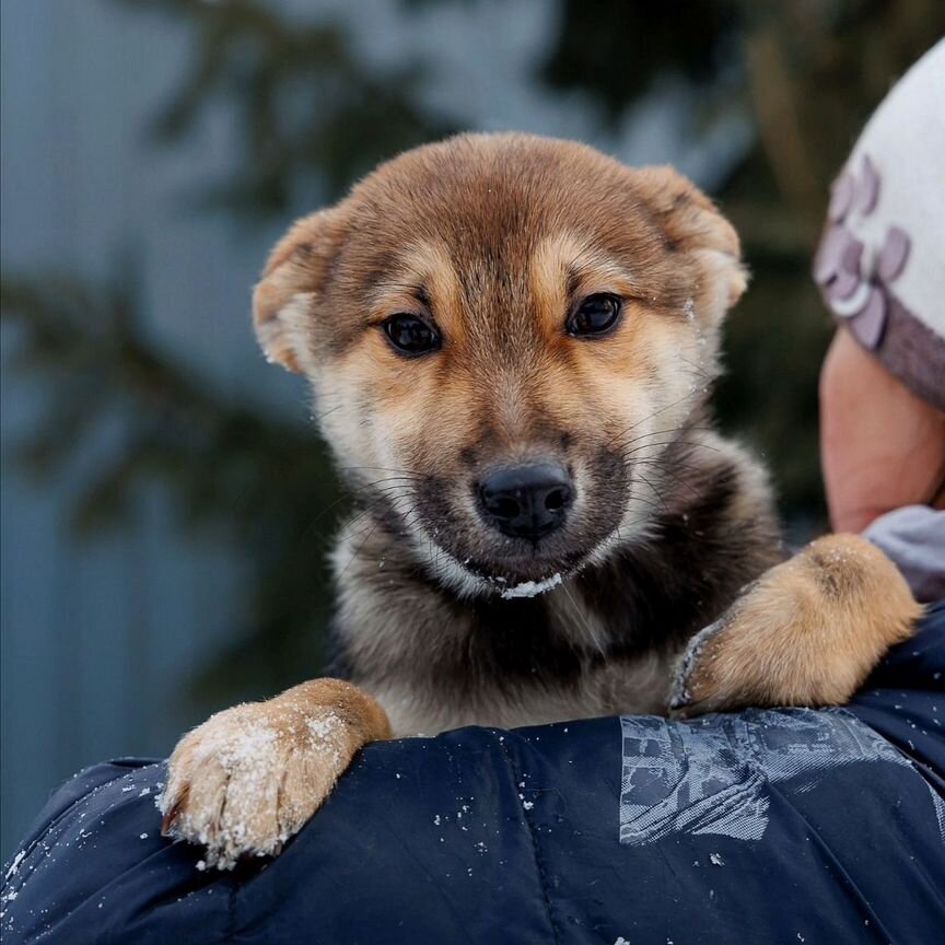 Подопечная приюта
