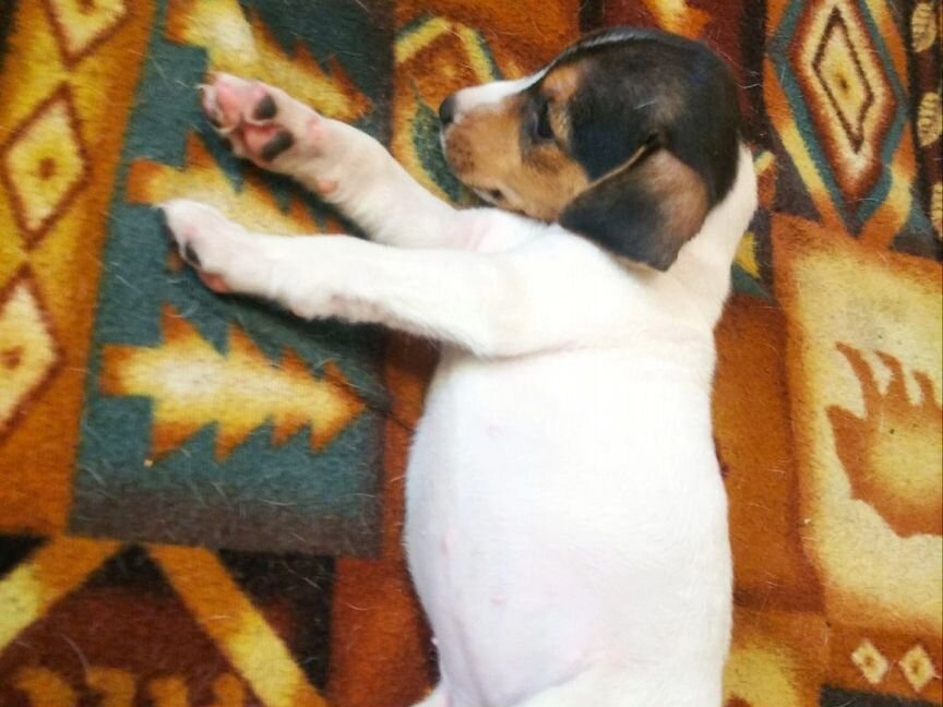 Щенки джек рассел терьер гладкошерстный