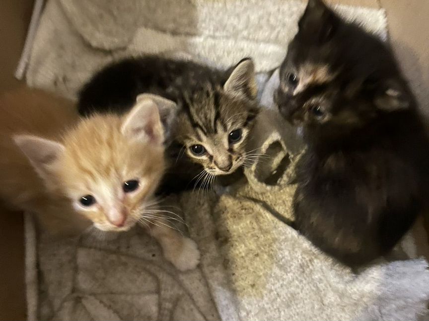 Котята ищут дом