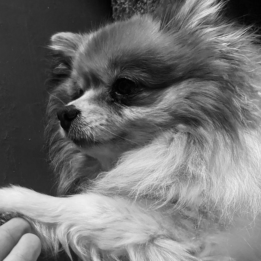 Померанский шпиц, взрослая собака