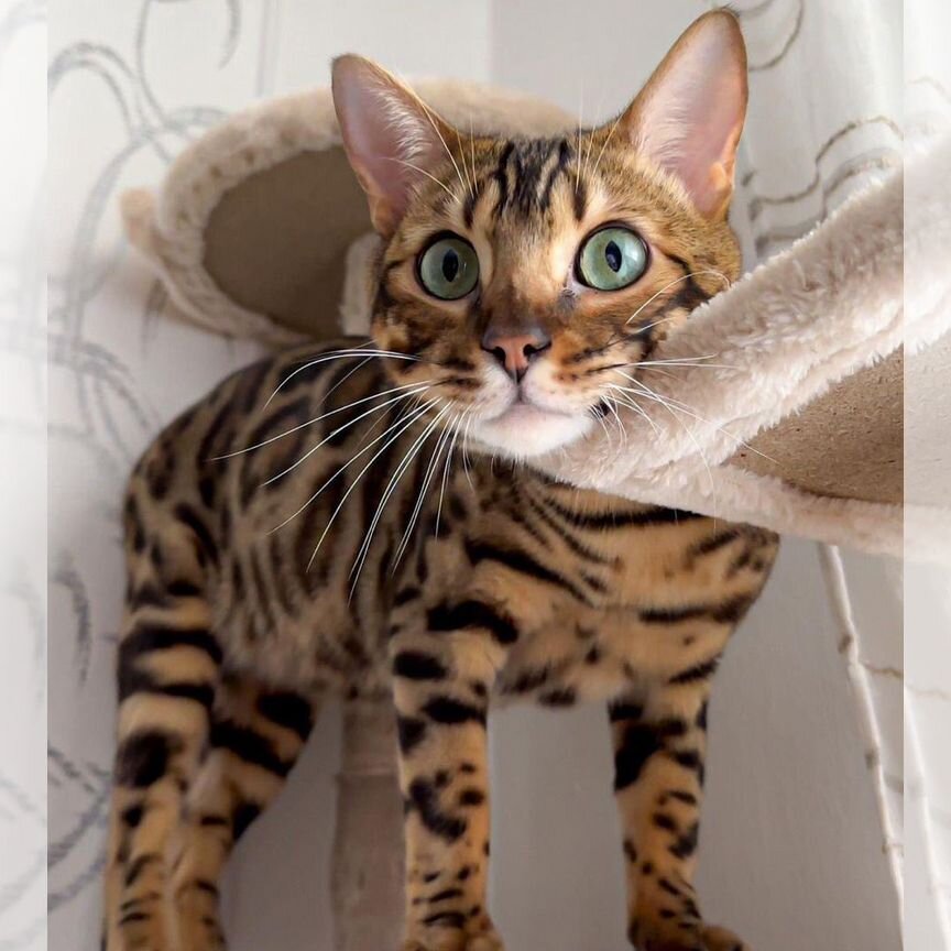 Бенгальская кошечка