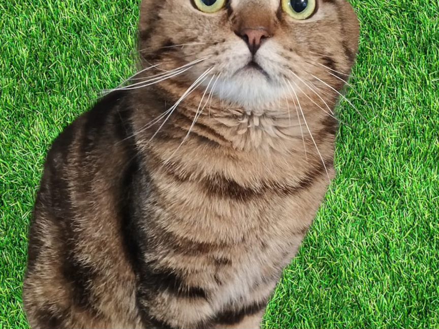 Скоттиш фолд мраморный коричневый