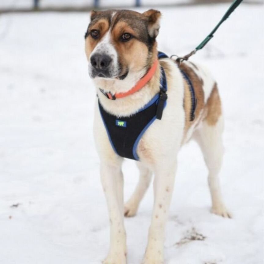 Собака алабай из приюта