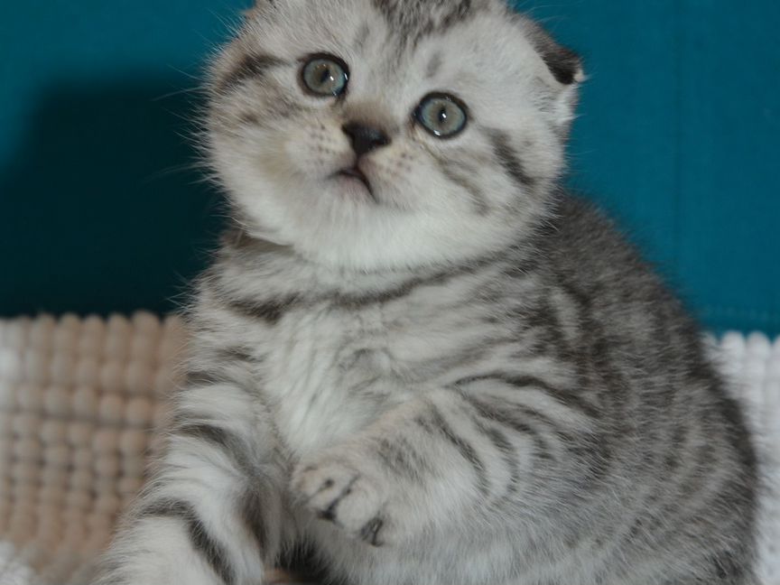 Серебристый вискас. Кот