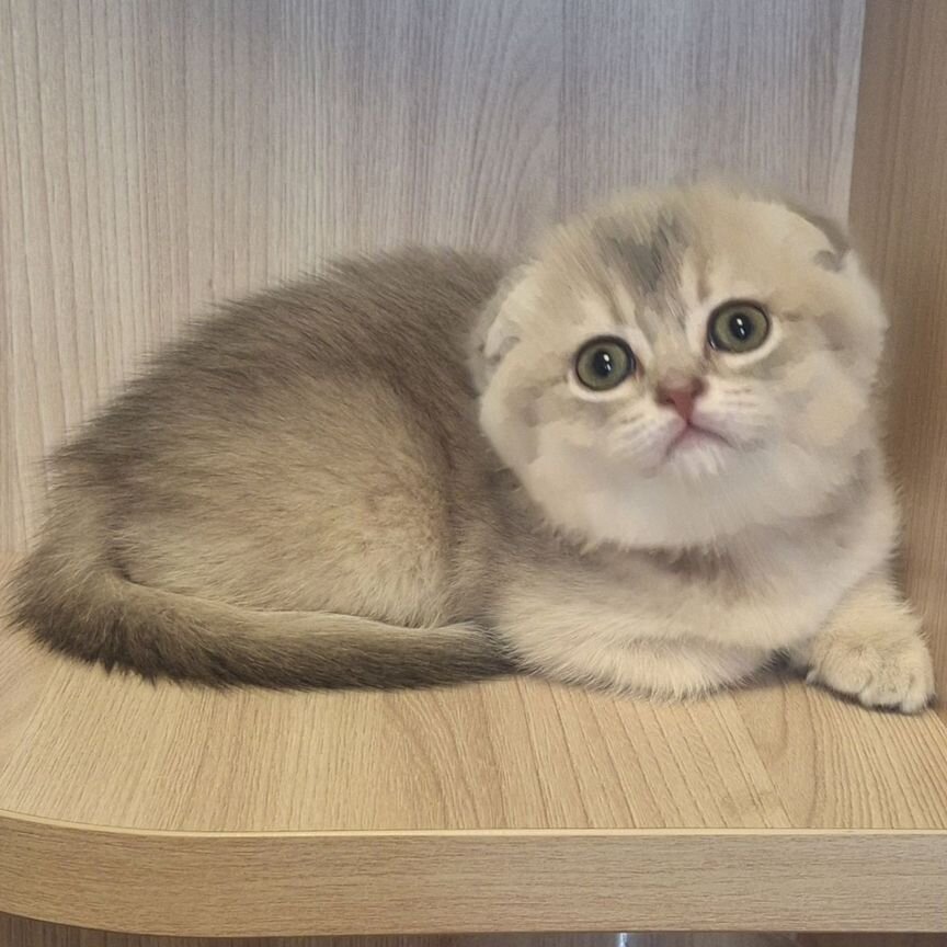 Шотландский вислоухий короткошёрстный котёнок