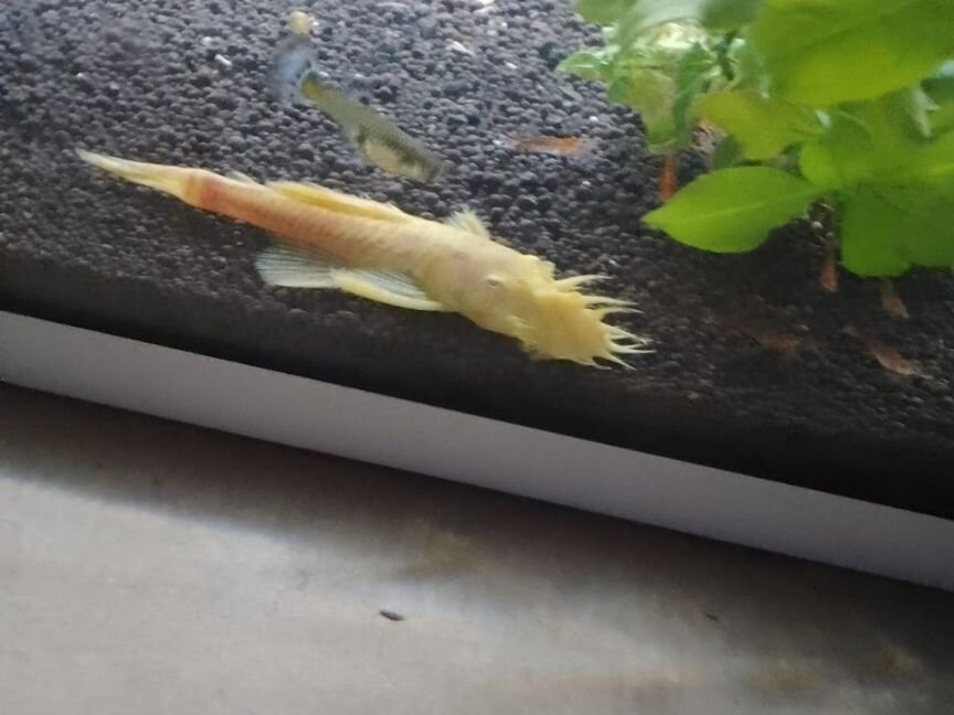 Сом анцитрус альбинос