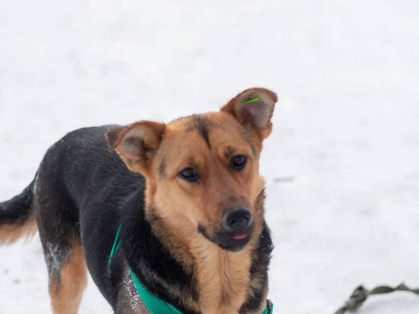 Ласковая и дружелюбная собака