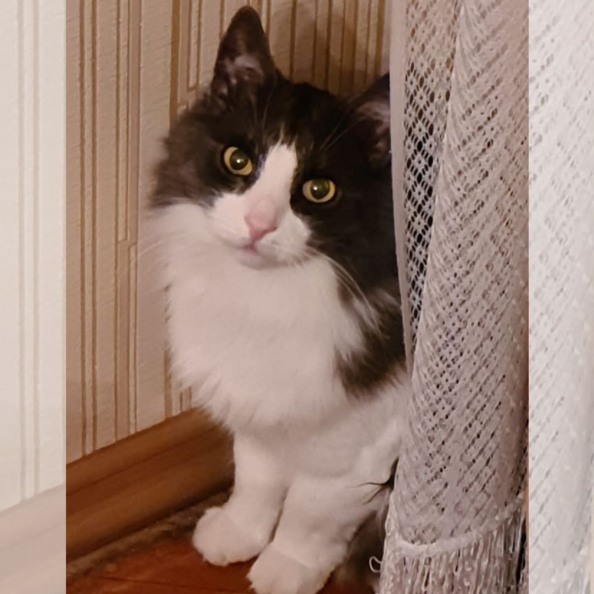Отдам кота в добрые руки бесплатно