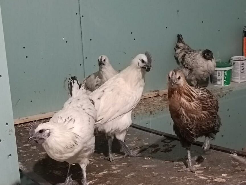 Куры лакеданзи и петух лакеданзи