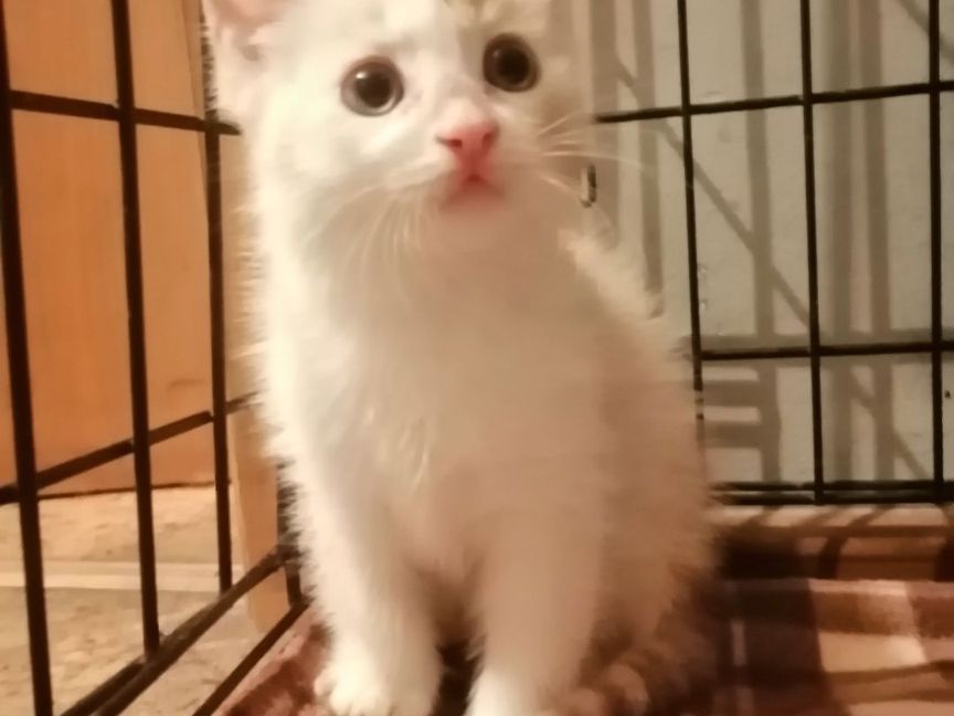 Котенок