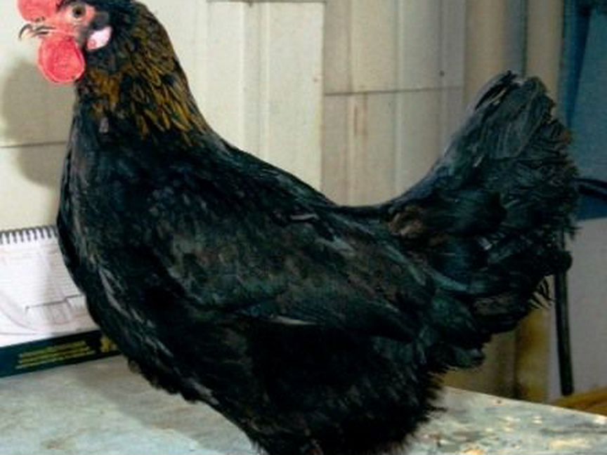 Петушки на племя