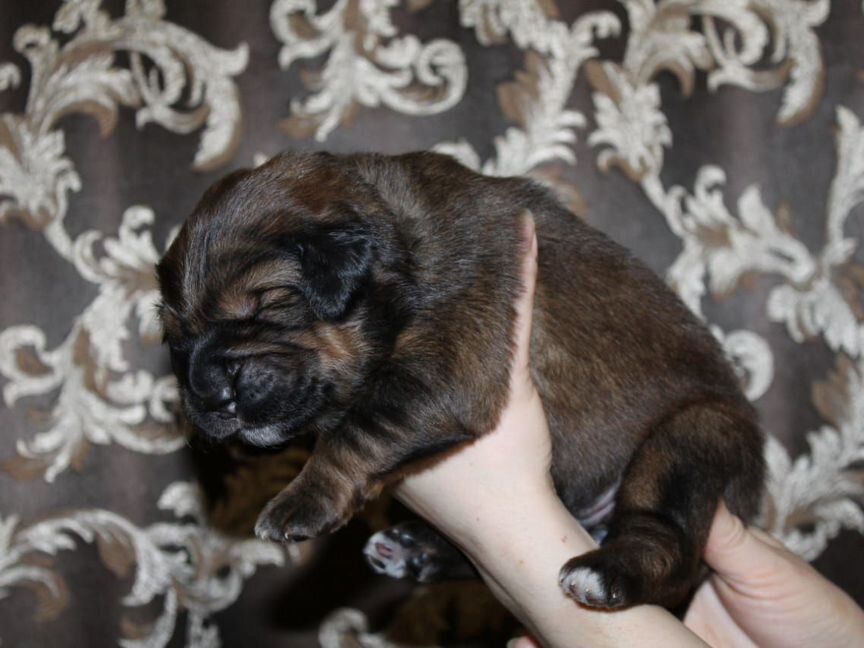 Тибетский мастиф щенки