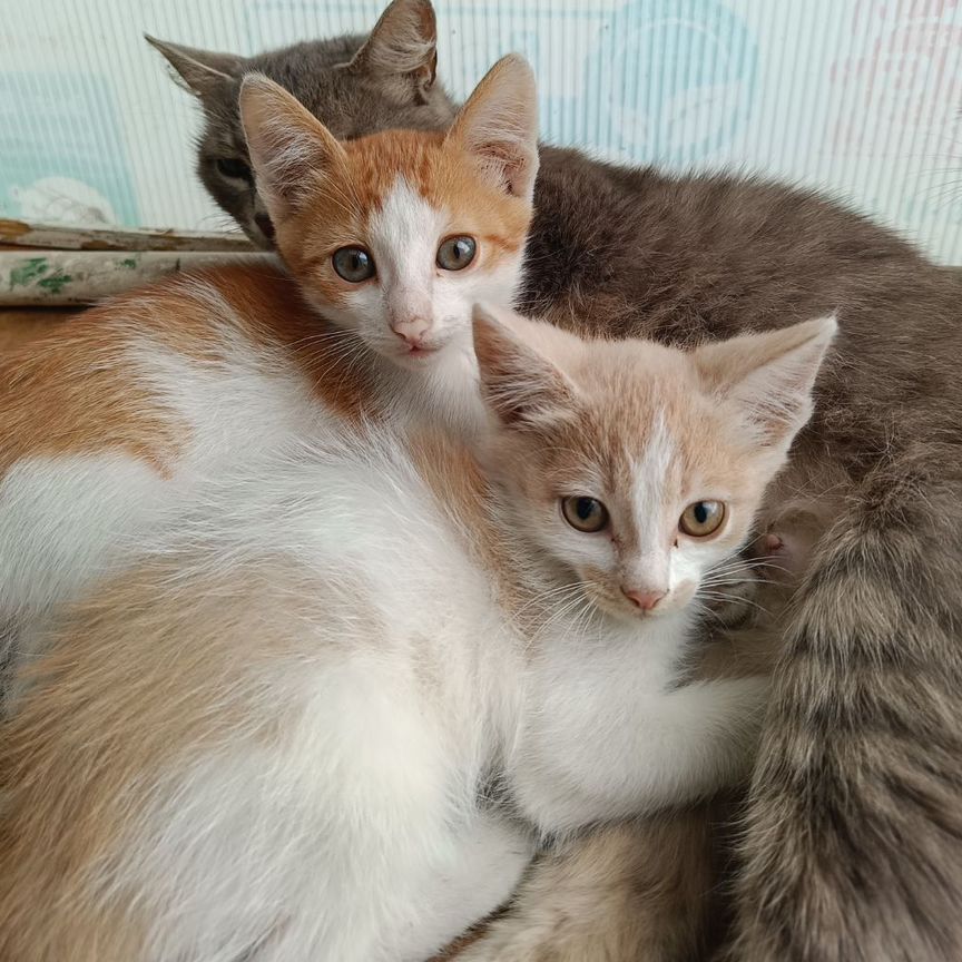 Домашние животные кошки