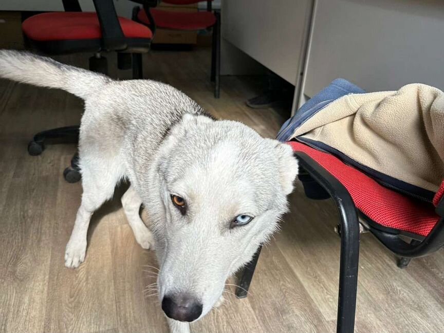 Найдена собака хаски