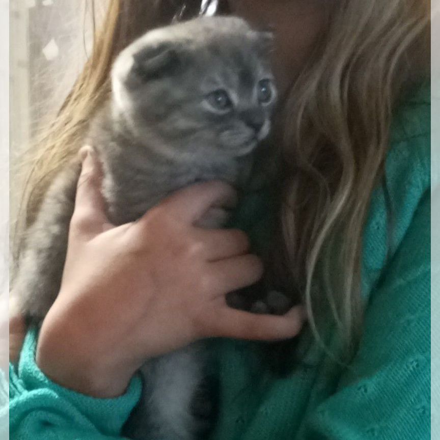 Шотландский котенок