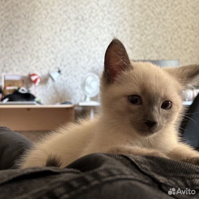Тайский котенок(кот)