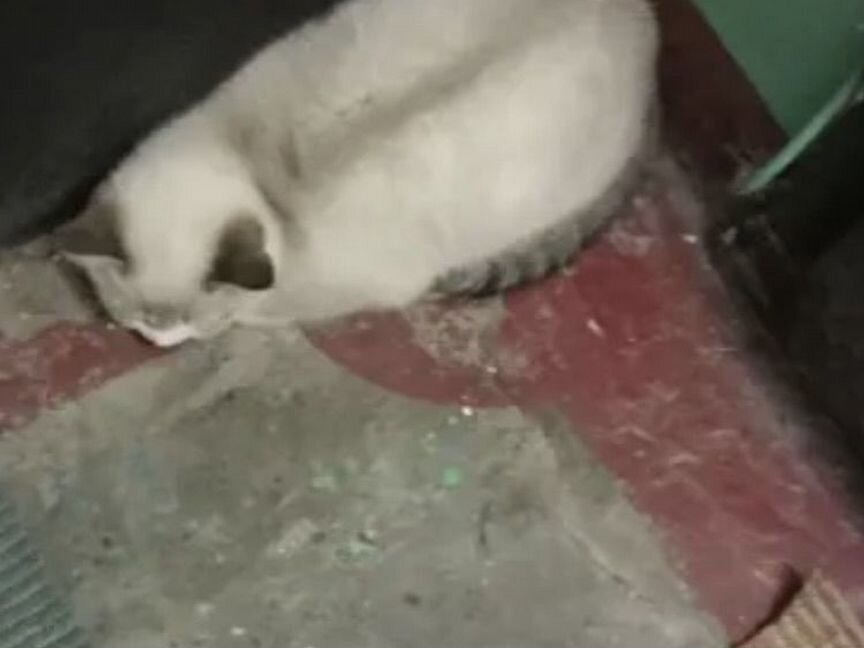 Котейка в подъезде