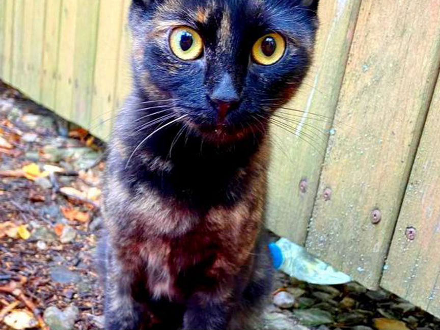 Кошке Афине необходим дом