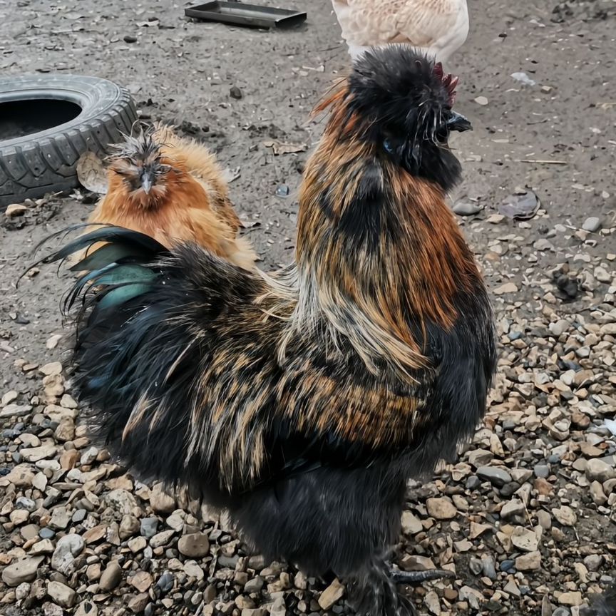 Петухи породы "Китайская шёлковая"