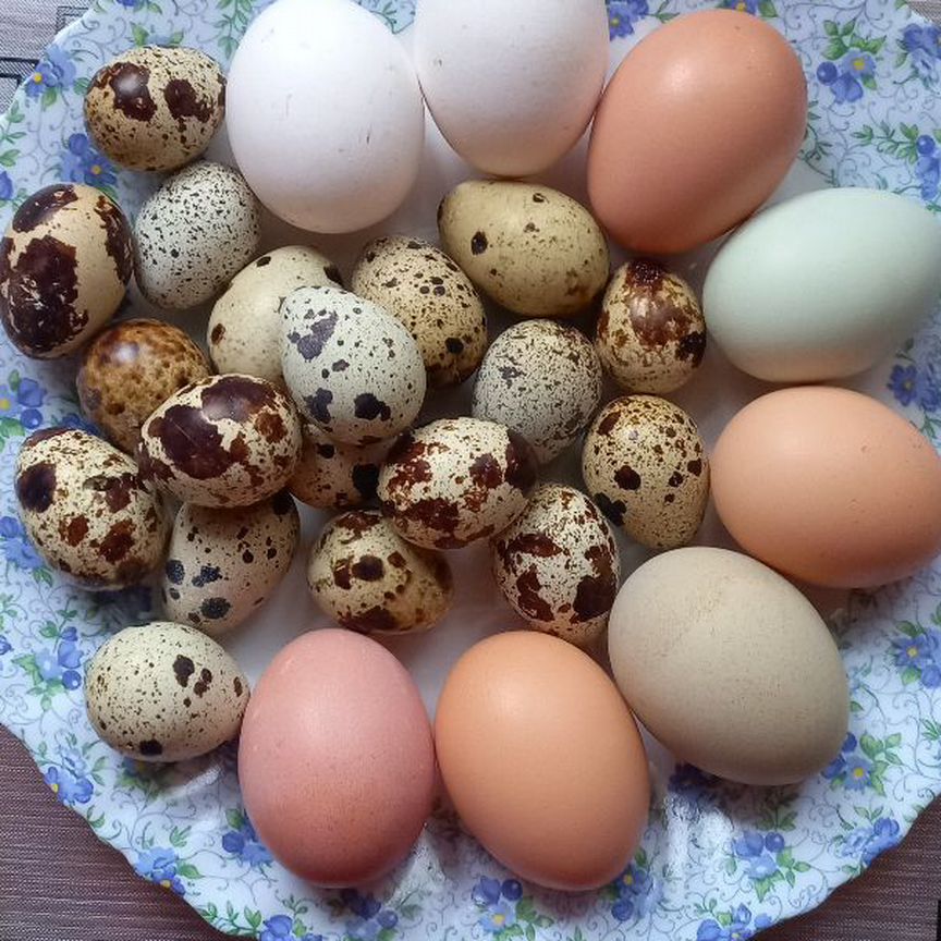 Инкубационное яйцо кур несушек и перепелиные