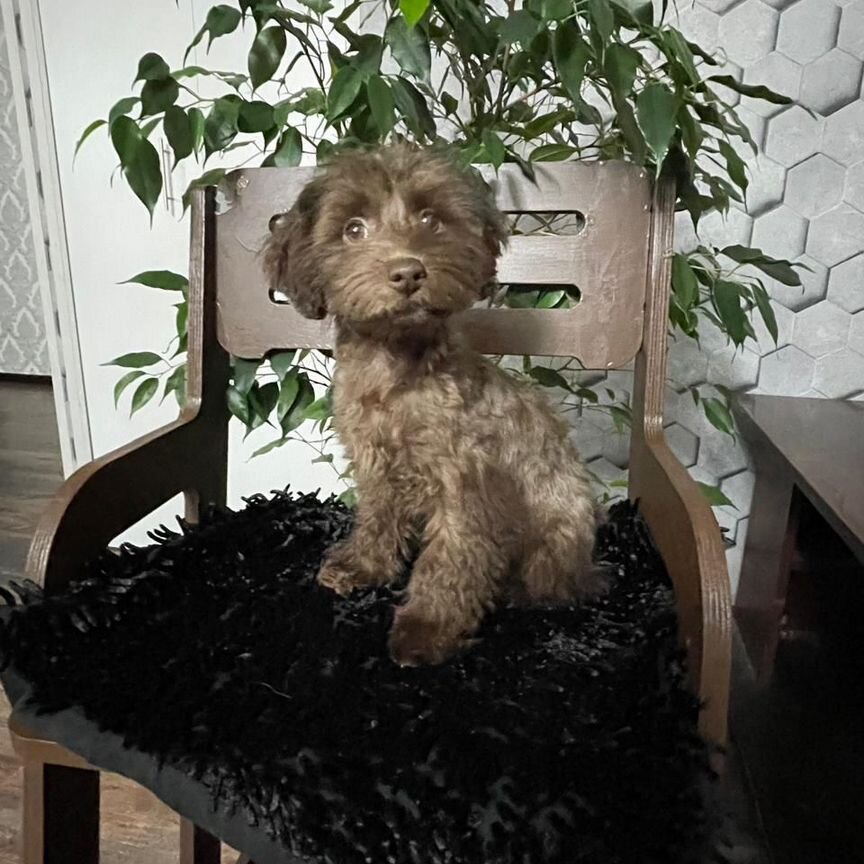 Мальтипу шоколад