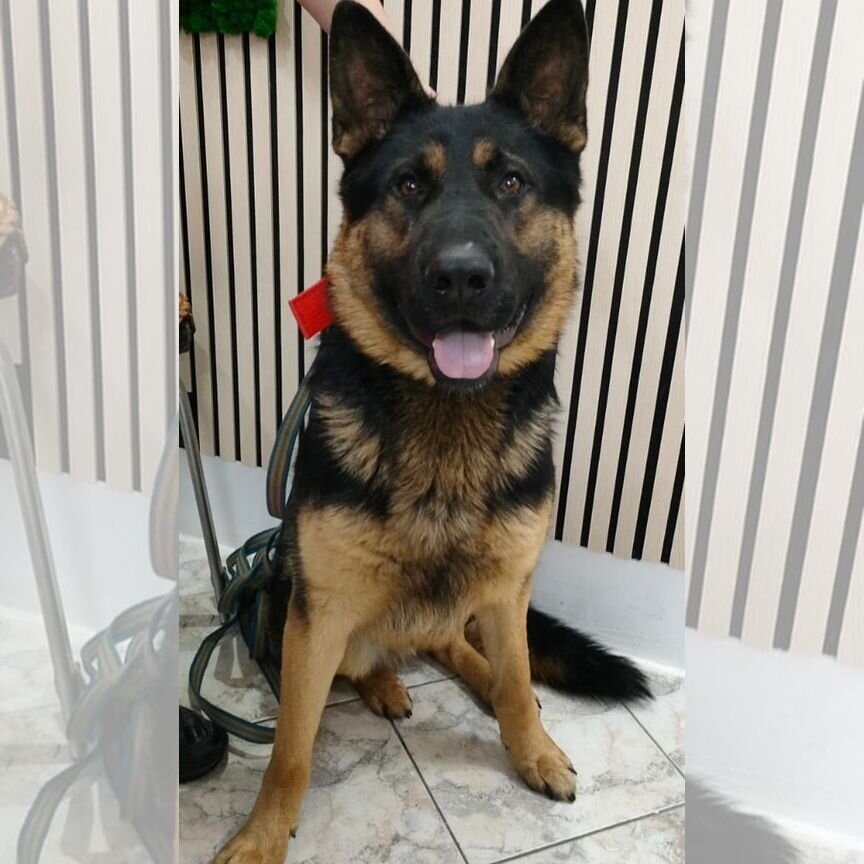 Немецкая овчарка, взрослый пёс