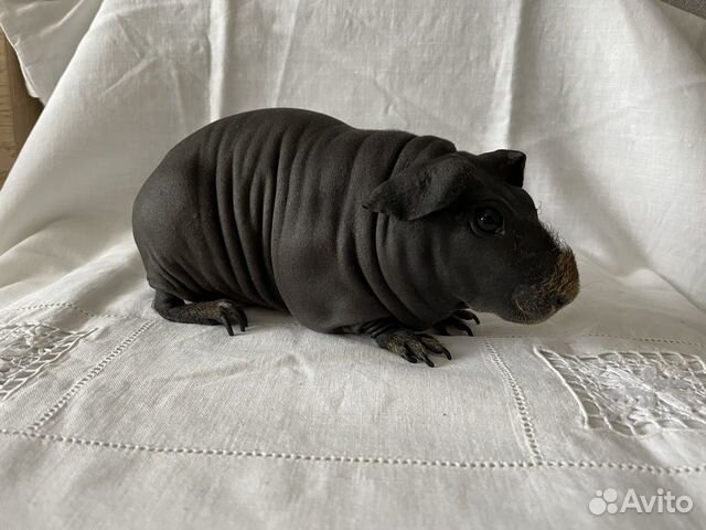 Семья скинни