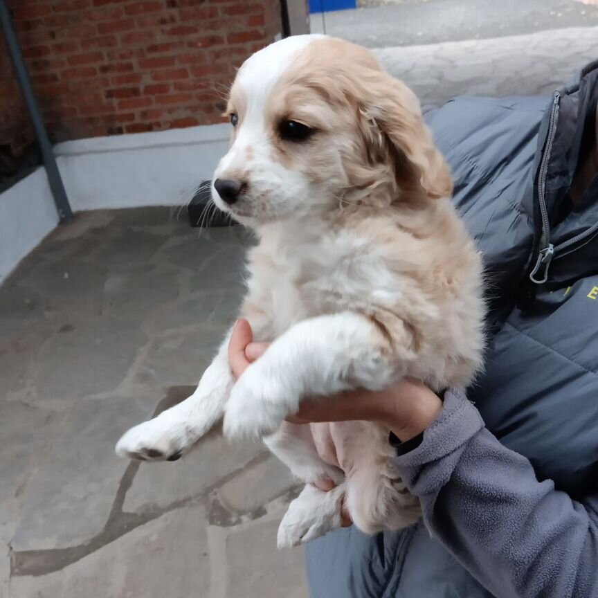 Русская охотничья,метисы