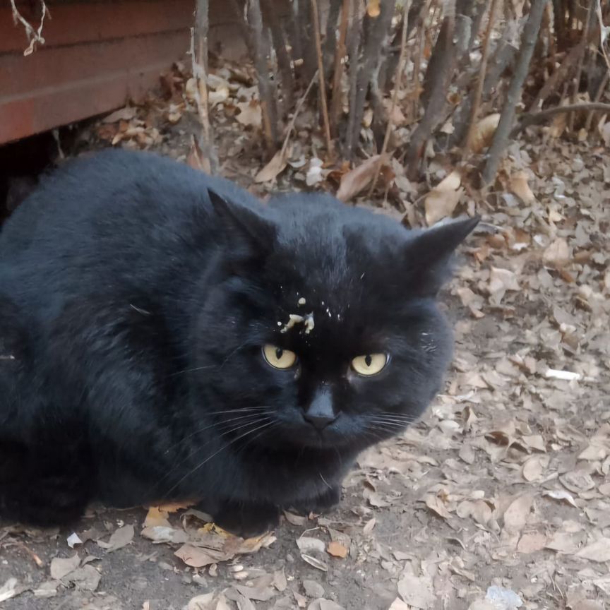 Замерзает красивейший котик