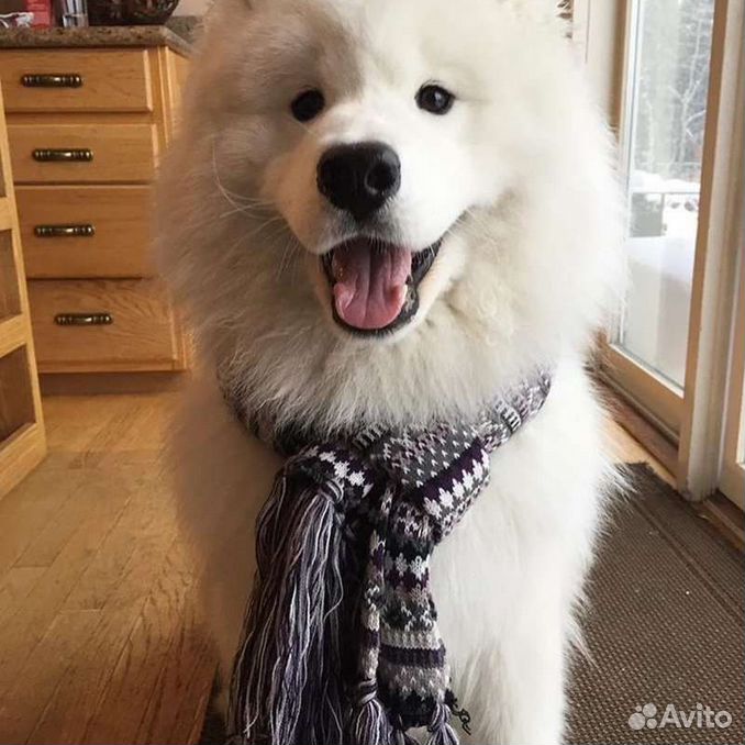 Самоедская собака