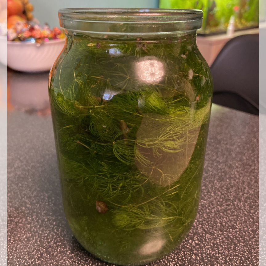 Аквариумное растение