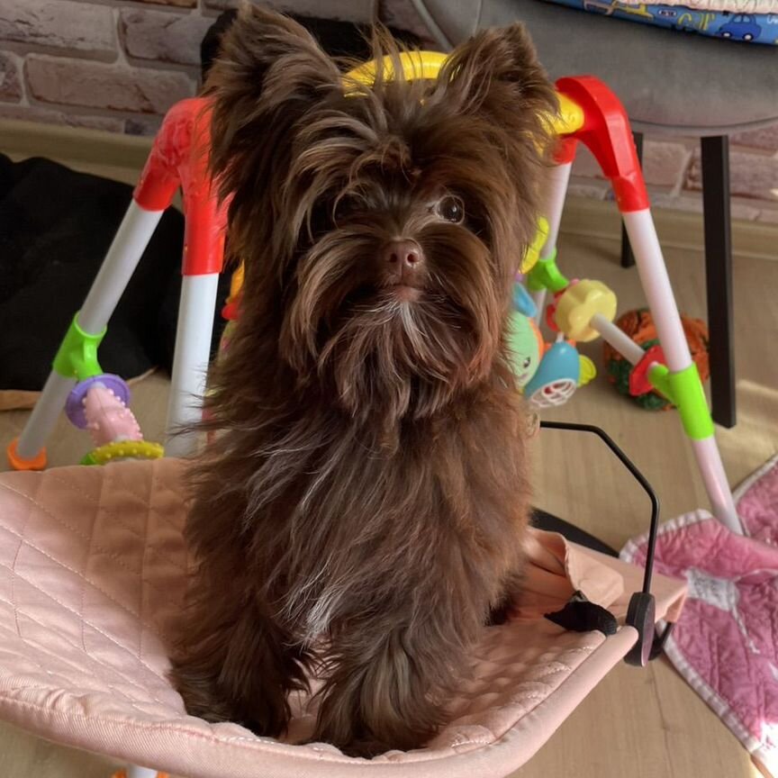 Бивер-йоркширский терьер, взрослый пёс