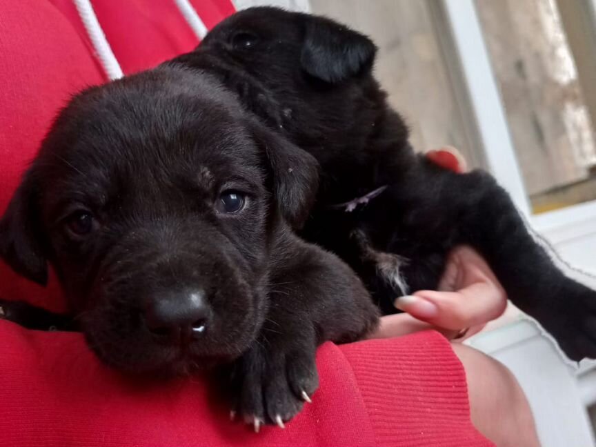 Отдам щенка в добрые руки