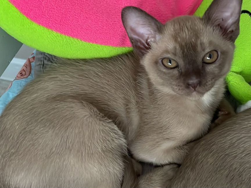 Бурманские котята с документами