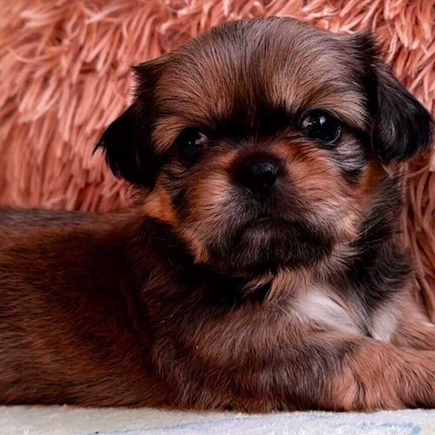 Щеночки - пекинесики