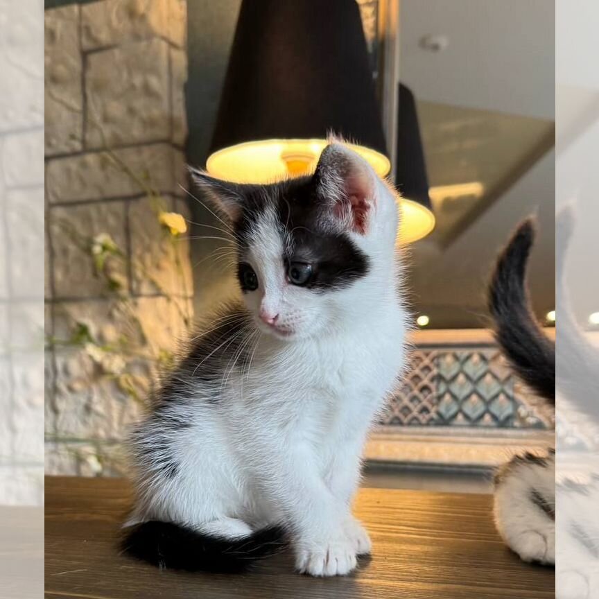 Котёнок в добрые руки