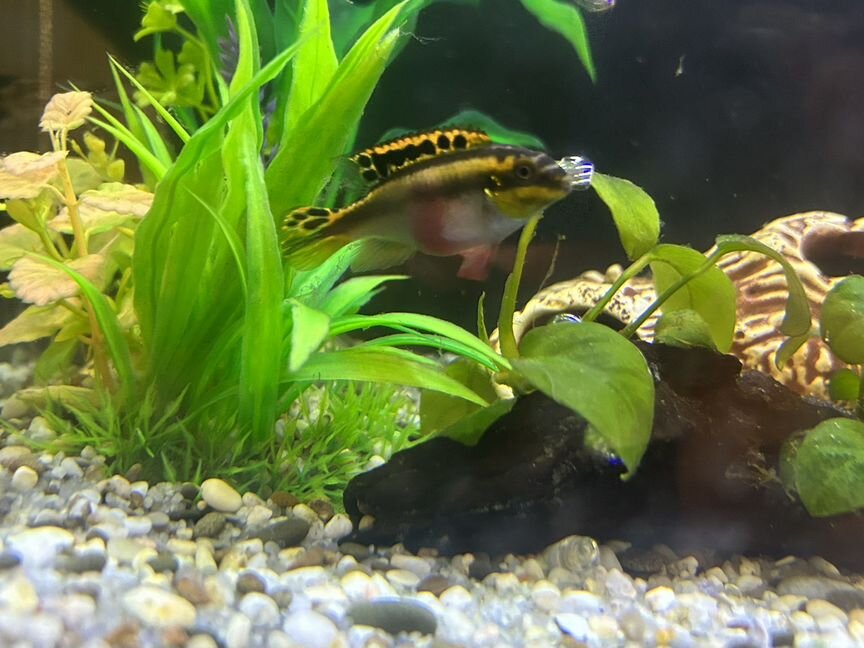 Пельвикахромис пульхера