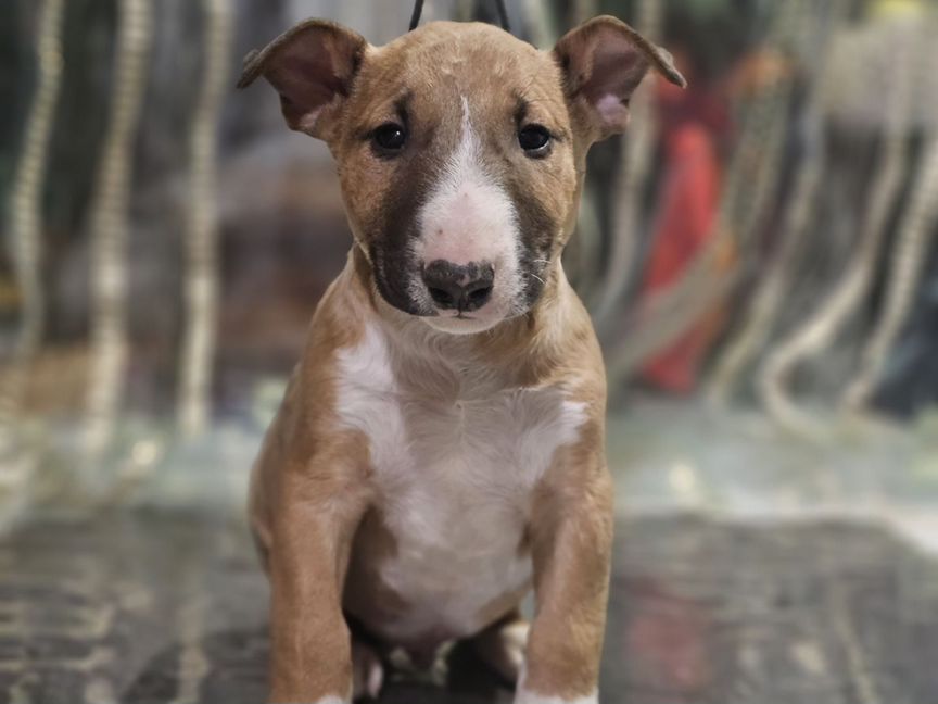 Стандартный бультерьер