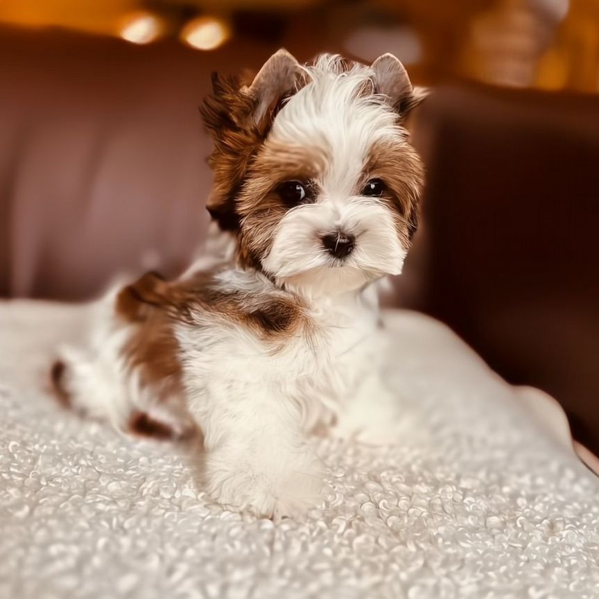 Йоркширский терьер, щенок